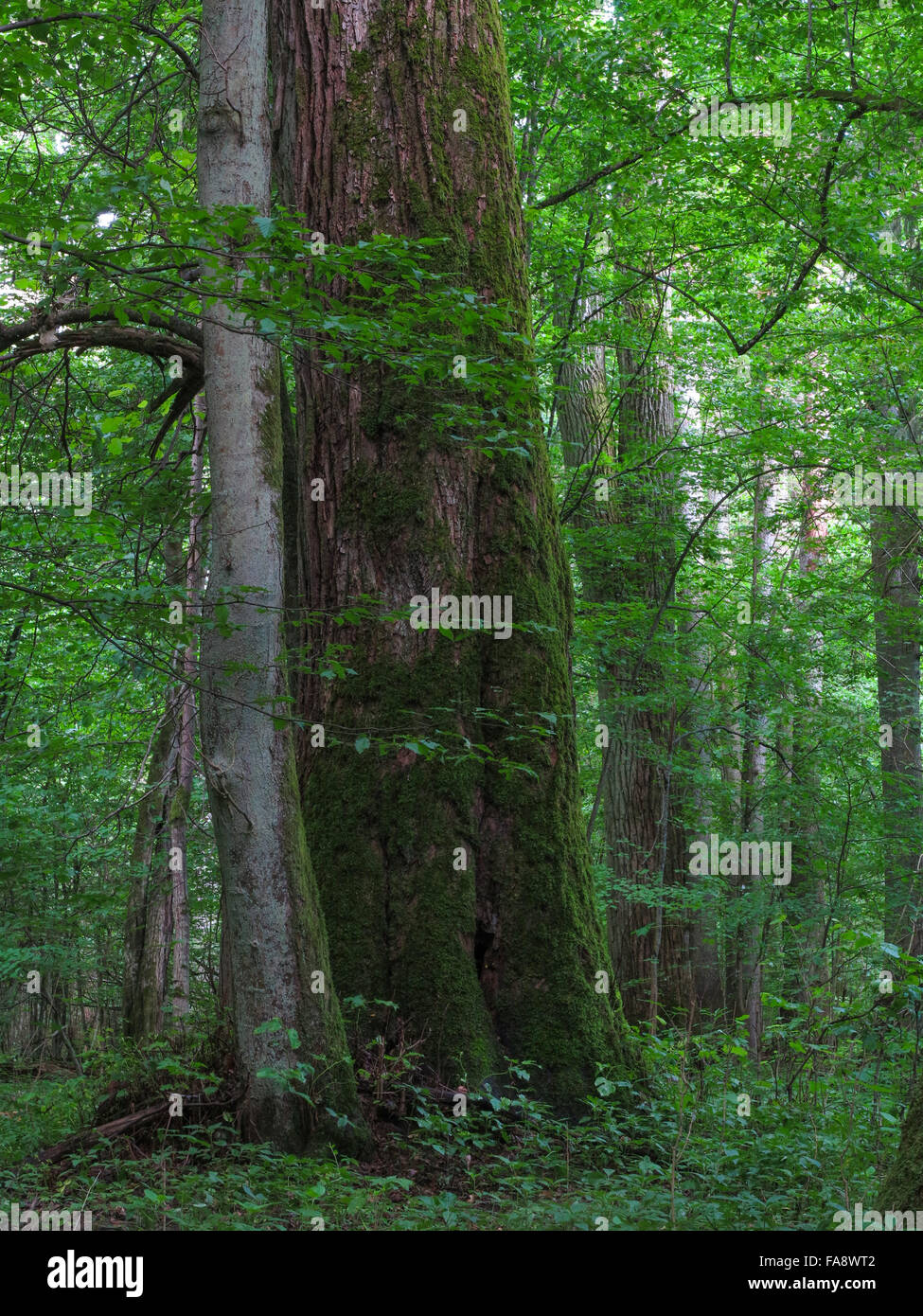 Linden tree hi-res stock photography and images - Alamy