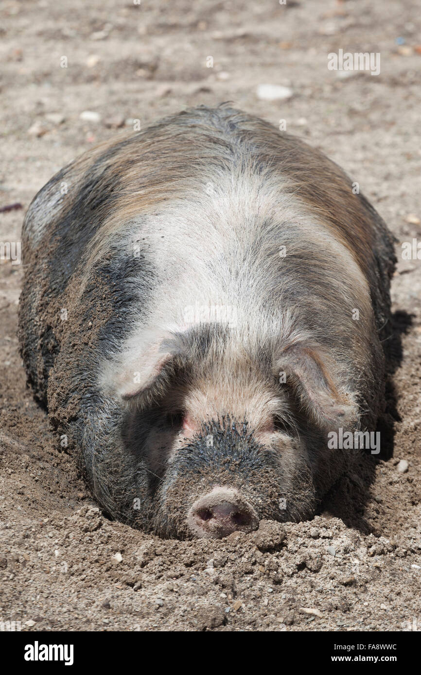 Domestic Pig (Sus scrofa domesticus) lying on the beach of Isla del Sol ...