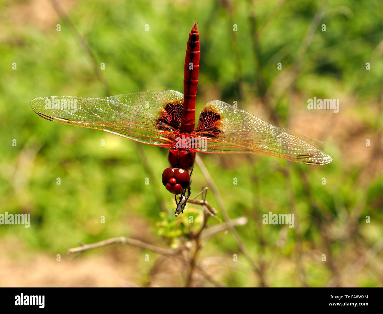 tropical African dark red dragonfly in erect territorial pose with ...