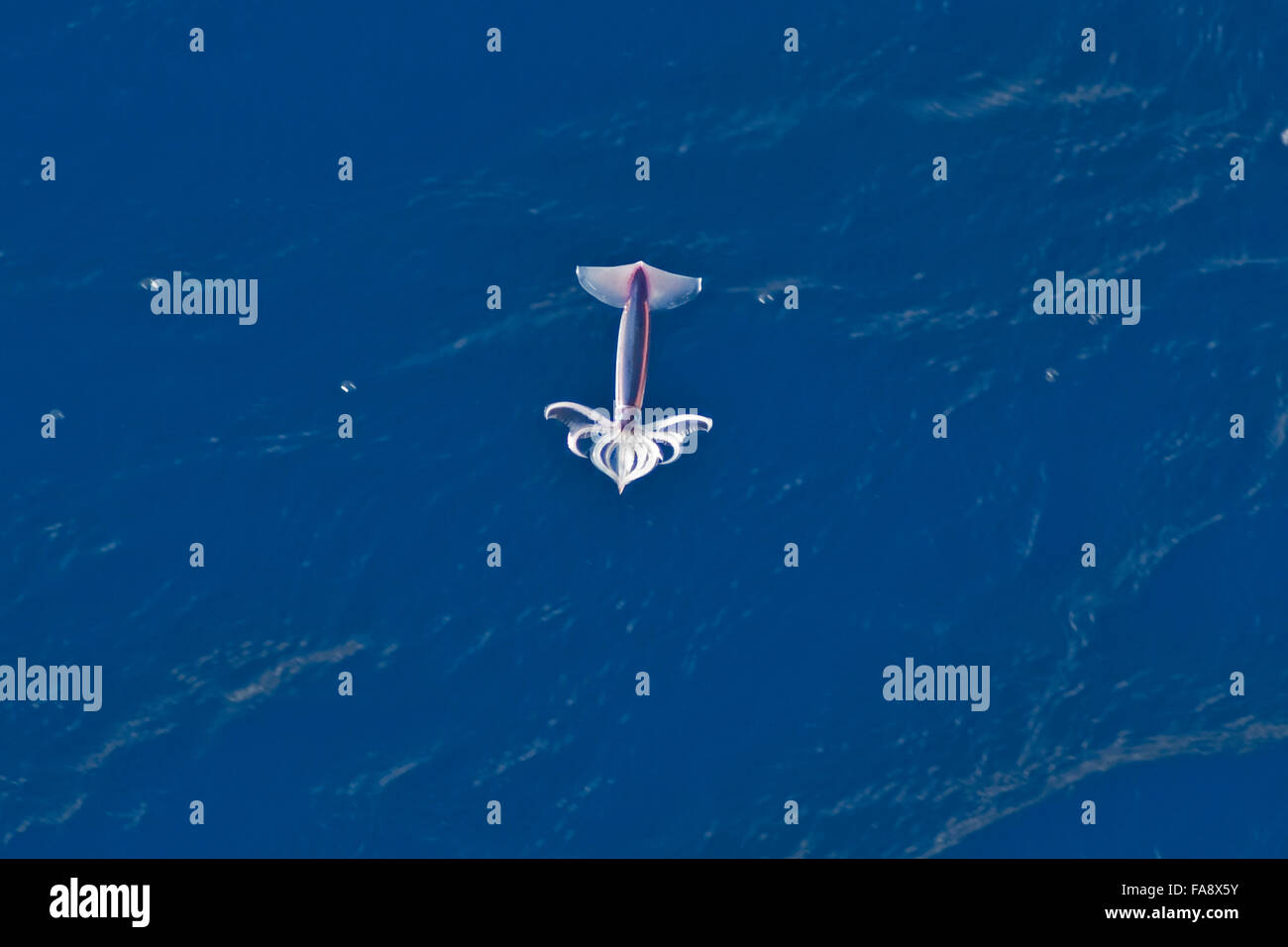 Very rare image of a Neon Flying Squid (Ommastrephes bartramii) in mid ...