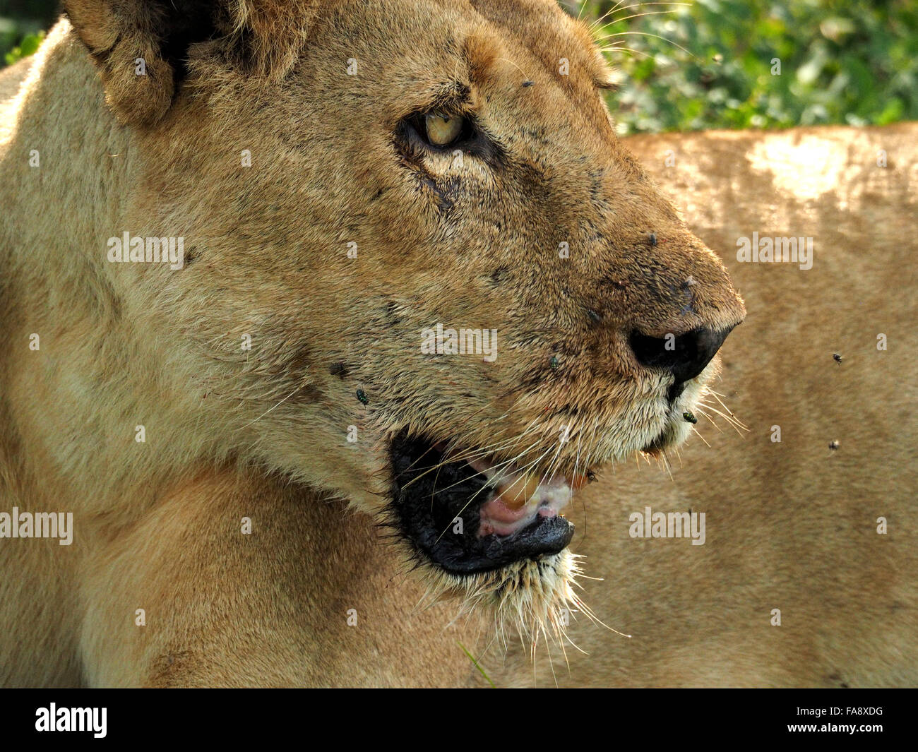 Lion scar hi-res stock photography and images - Alamy