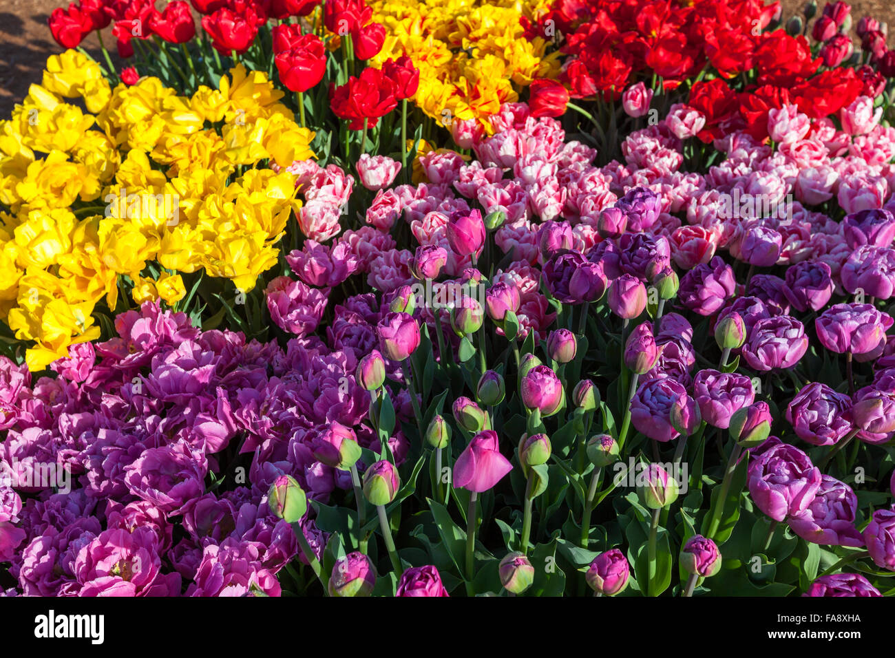 An impressive display of springtime tulip flowers in the morning ...