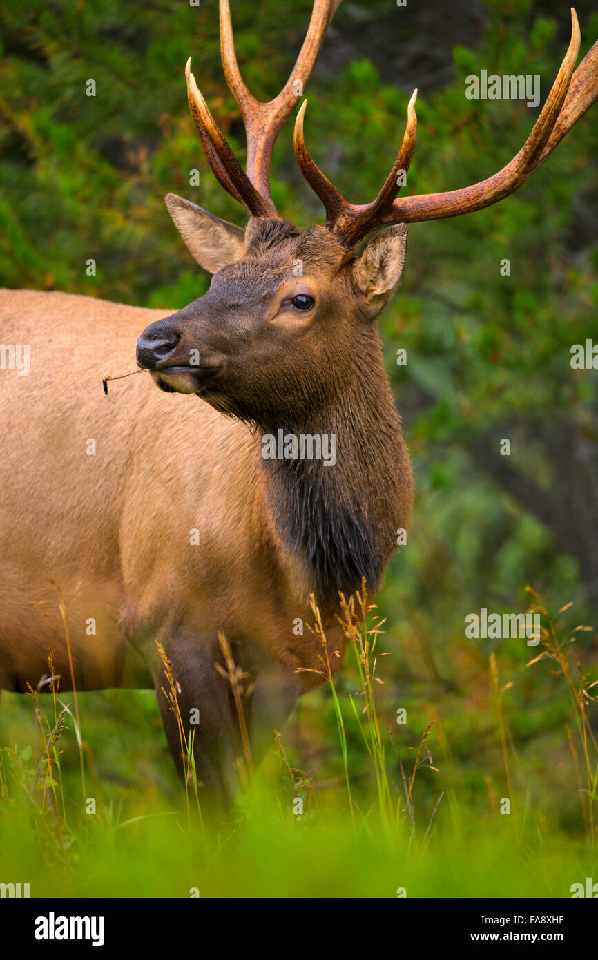 Elk in Jasper National Park, Canada Stock Photo - Alamy