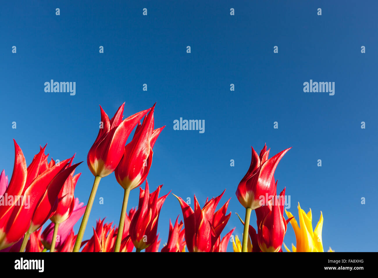 Bright red tulip flowers with spiky red petal tips in the morning ...