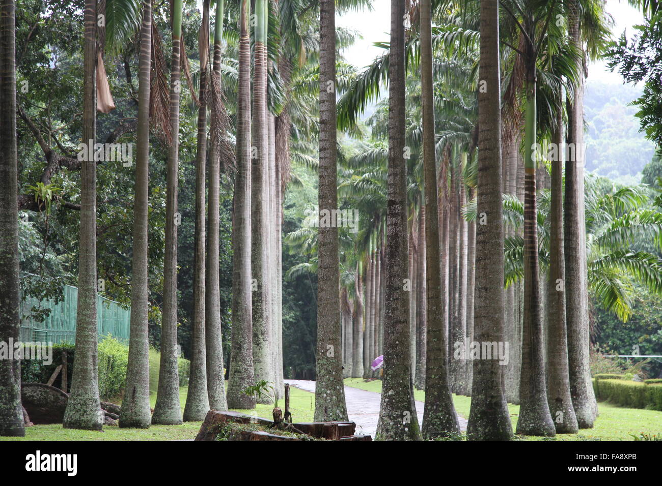 Clumping palm hi-res stock photography and images - Alamy