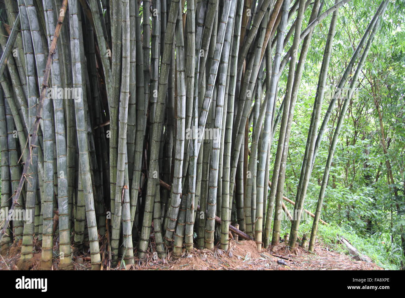 stand of bamboo Stock Photo - Alamy