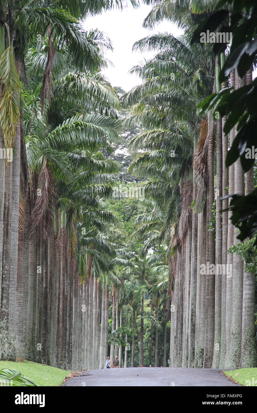 row of palm trees Stock Photo - Alamy