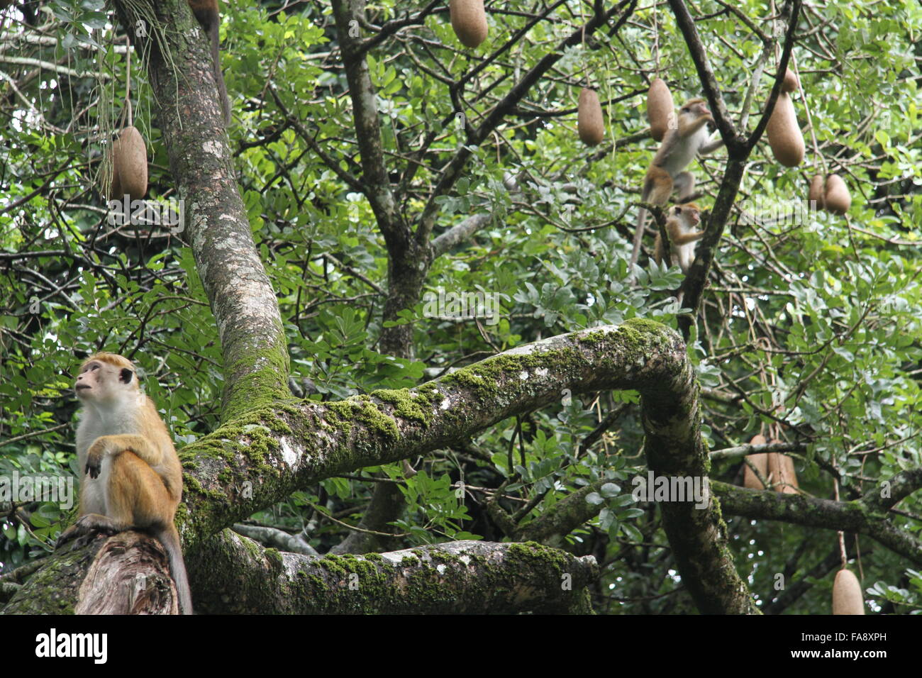 monkey in a tree Stock Photo - Alamy