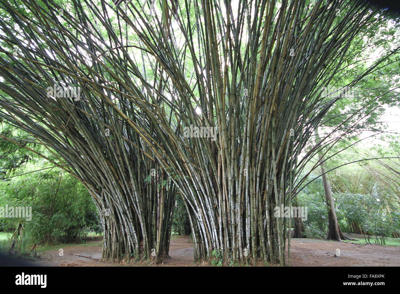 Clumping bamboo hi-res stock photography and images - Alamy