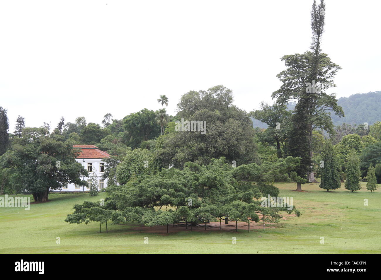 spreading tree in park Stock Photo - Alamy