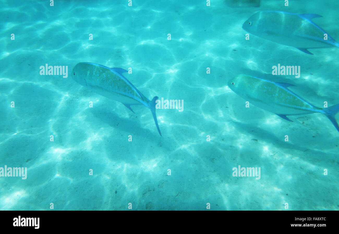 Marine life on the sandbank in the lagoon of Moorea, French Polynesia ...
