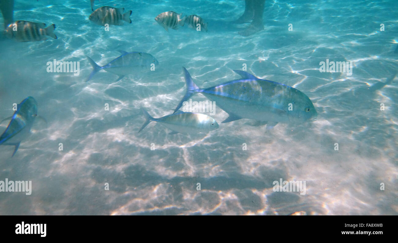 Marine life on the sandbank in the lagoon of Moorea, French Polynesia ...