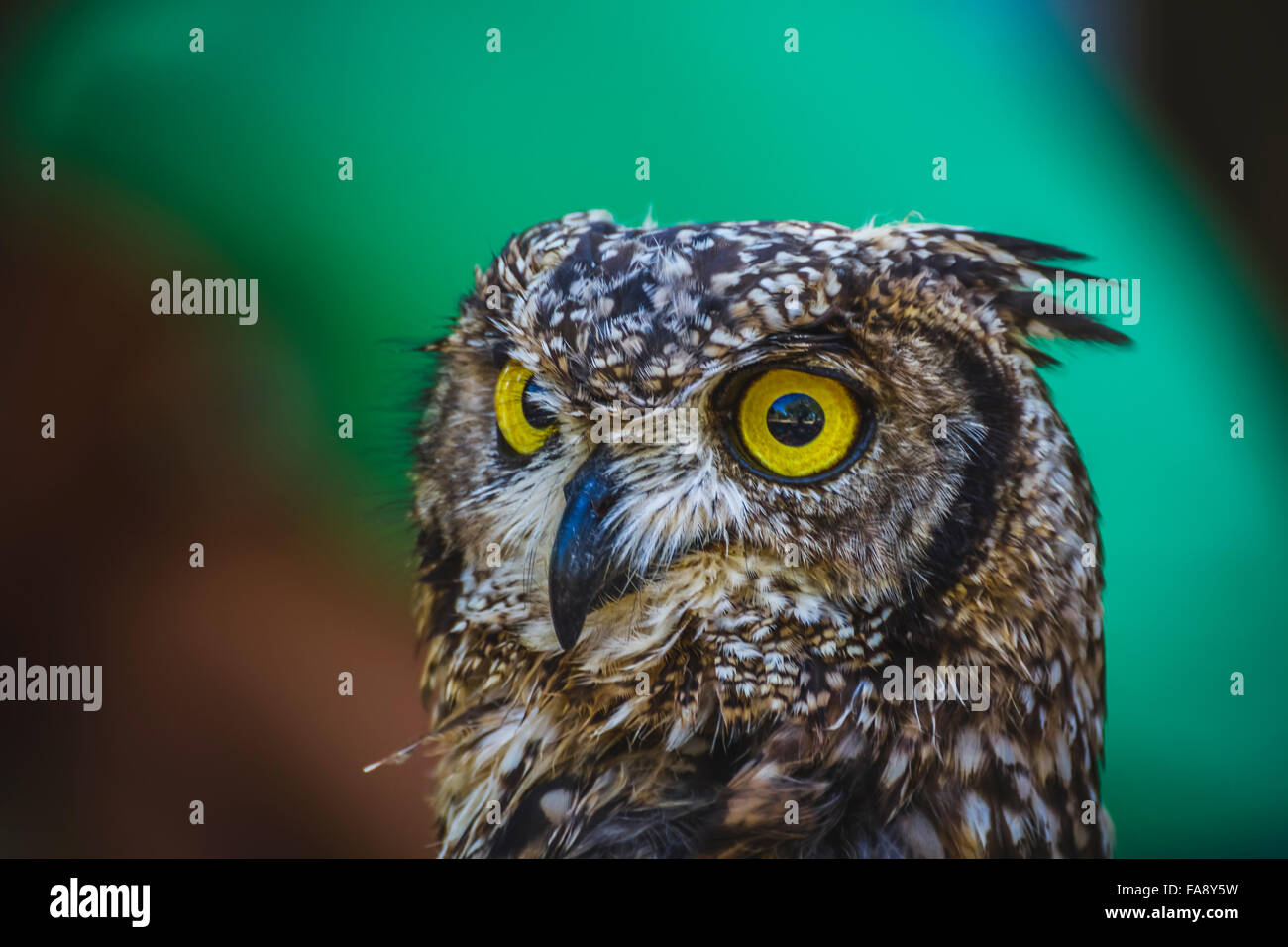 beautiful owl with intense eyes and beautiful plumage Stock Photo - Alamy