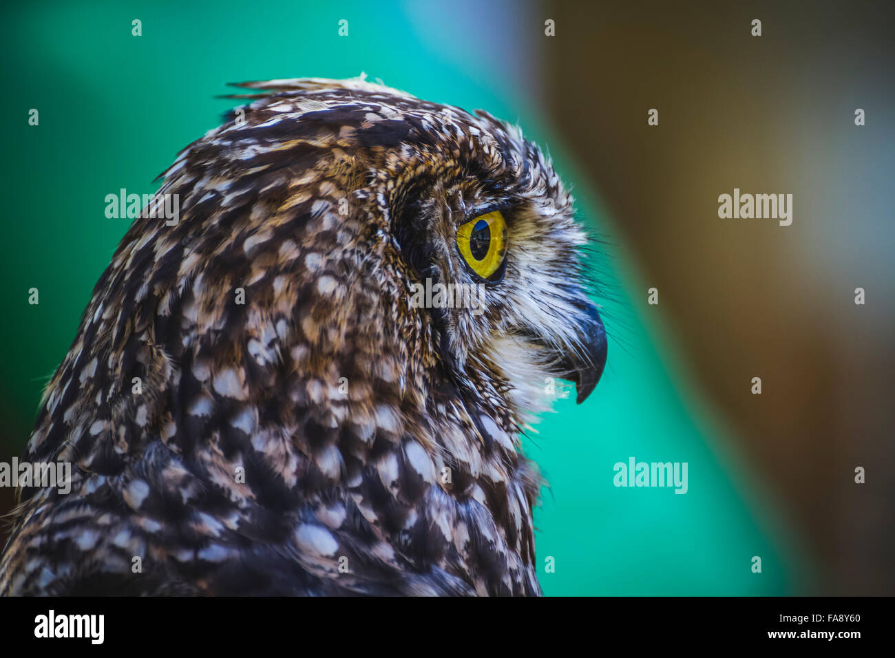 pet, beautiful owl with intense eyes and beautiful plumage Stock Photo ...