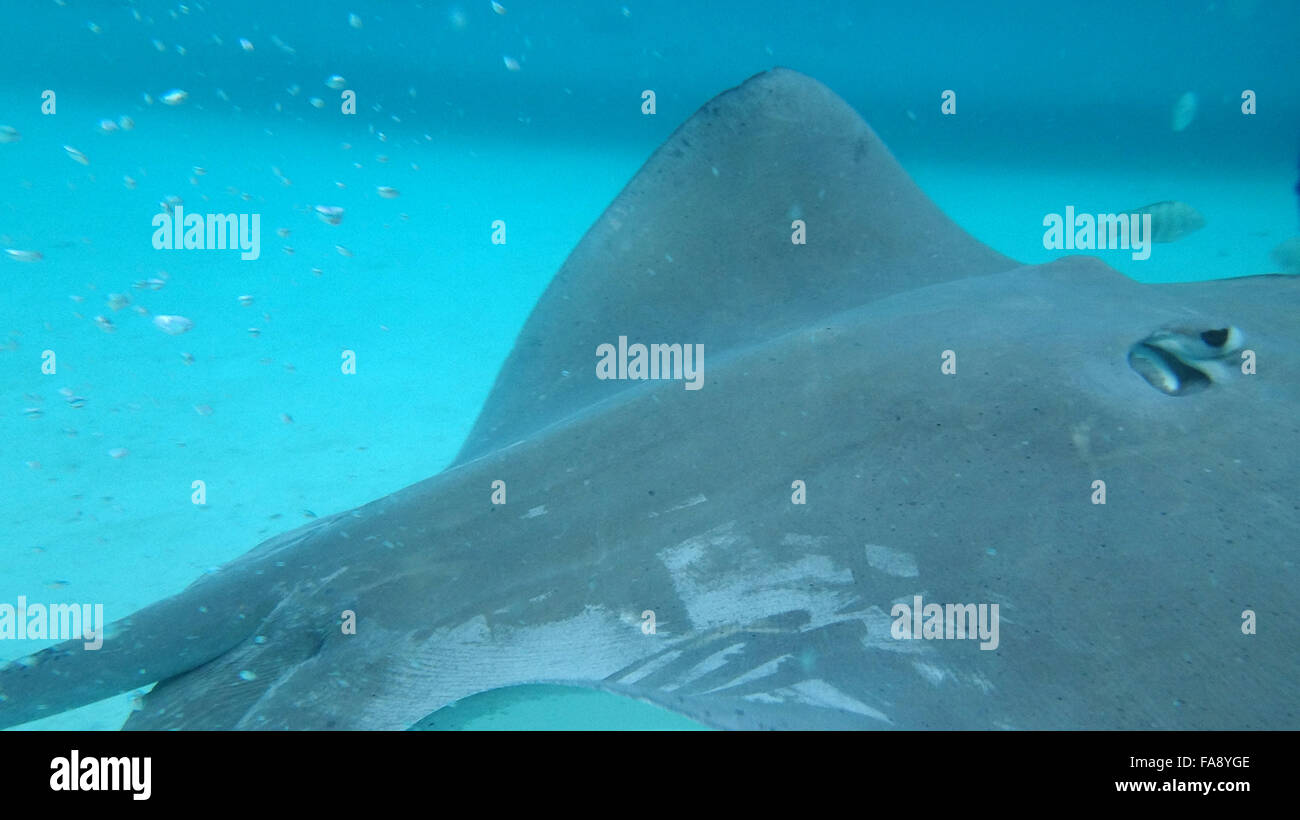 Curious, friendly stingray in the lagoon of Moorea, French Polynesia ...