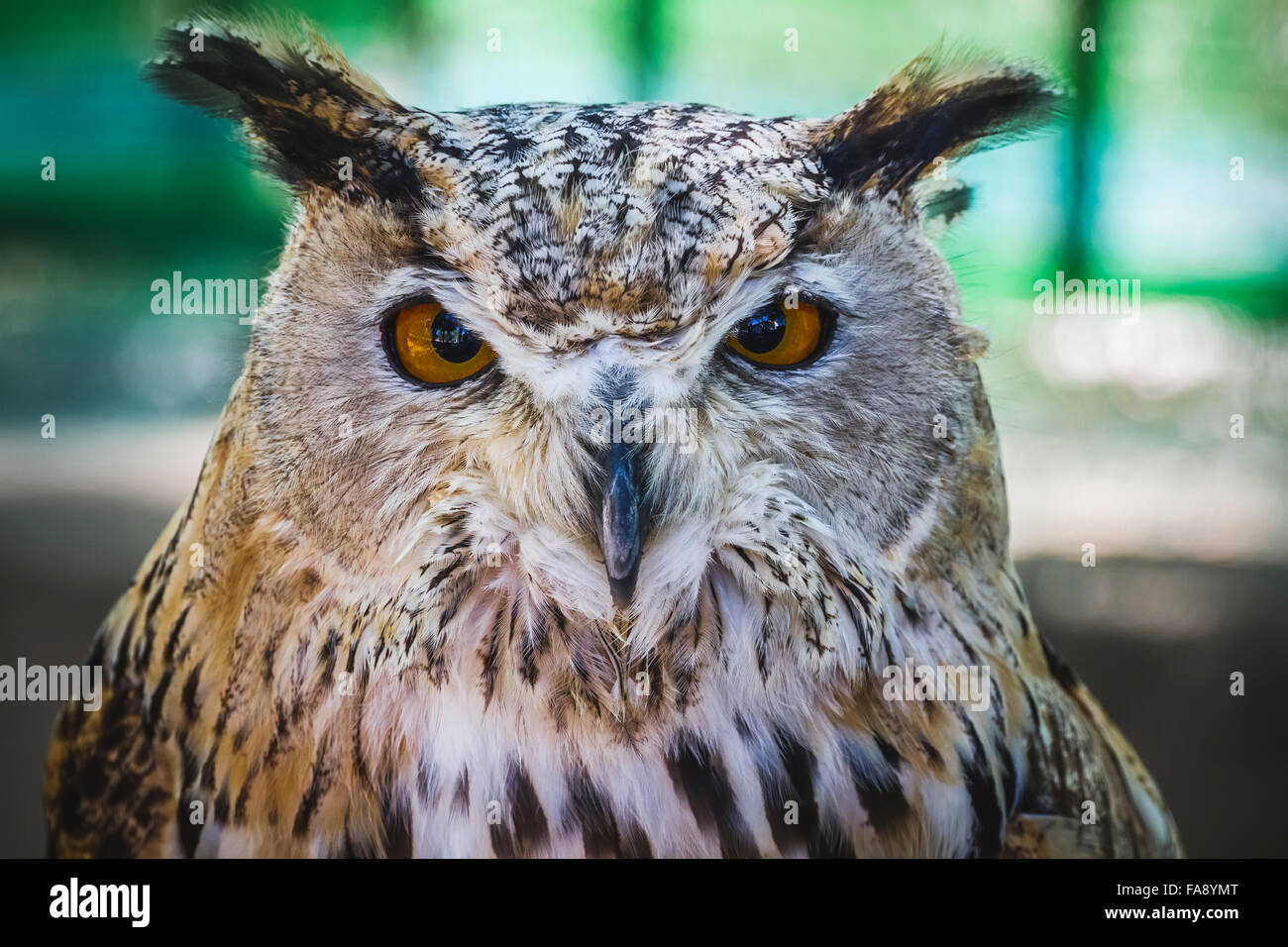 beautiful owl with intense eyes and beautiful plumage Stock Photo - Alamy