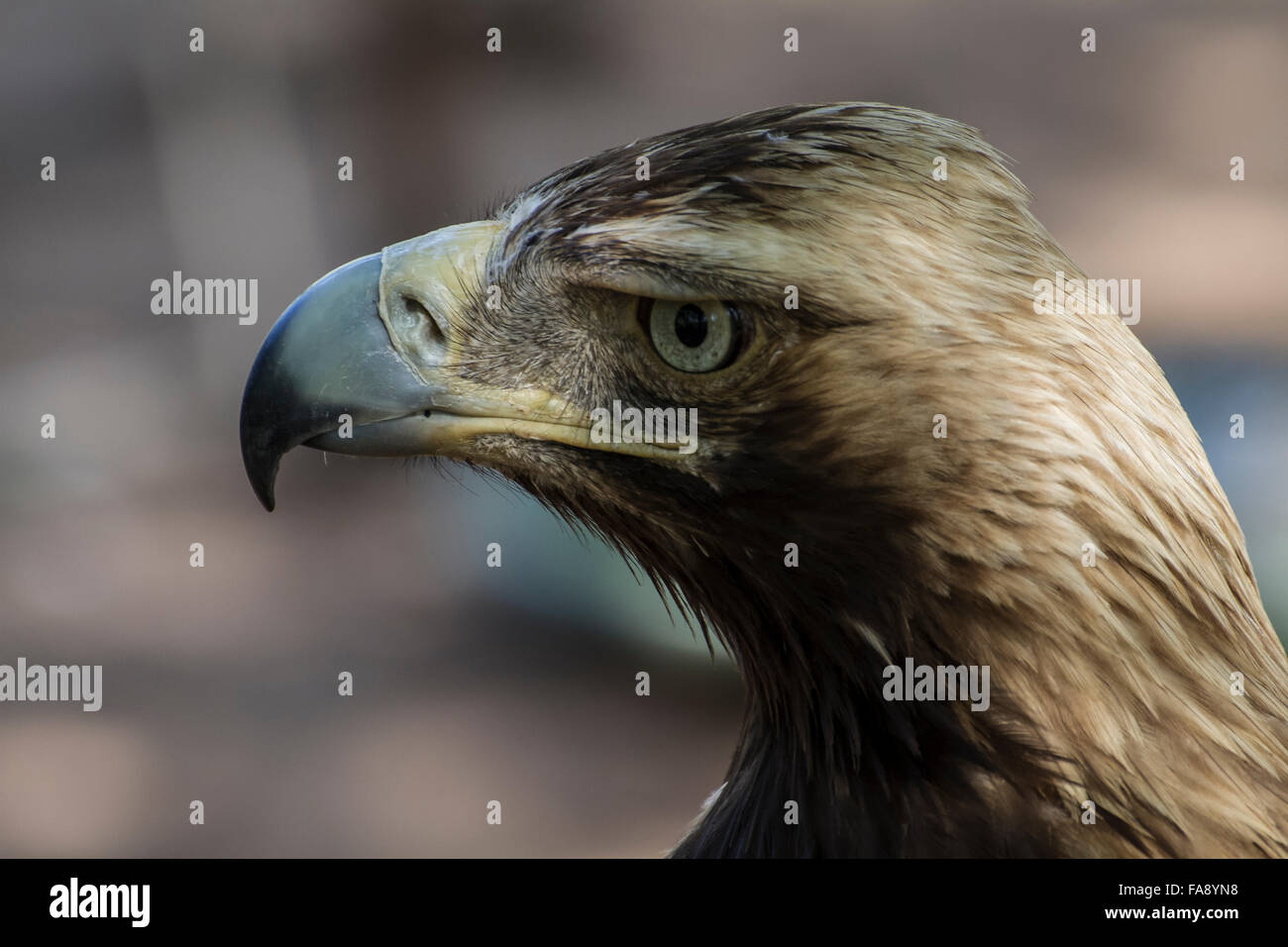 Golden eagle flying catch hi-res stock photography and images - Alamy