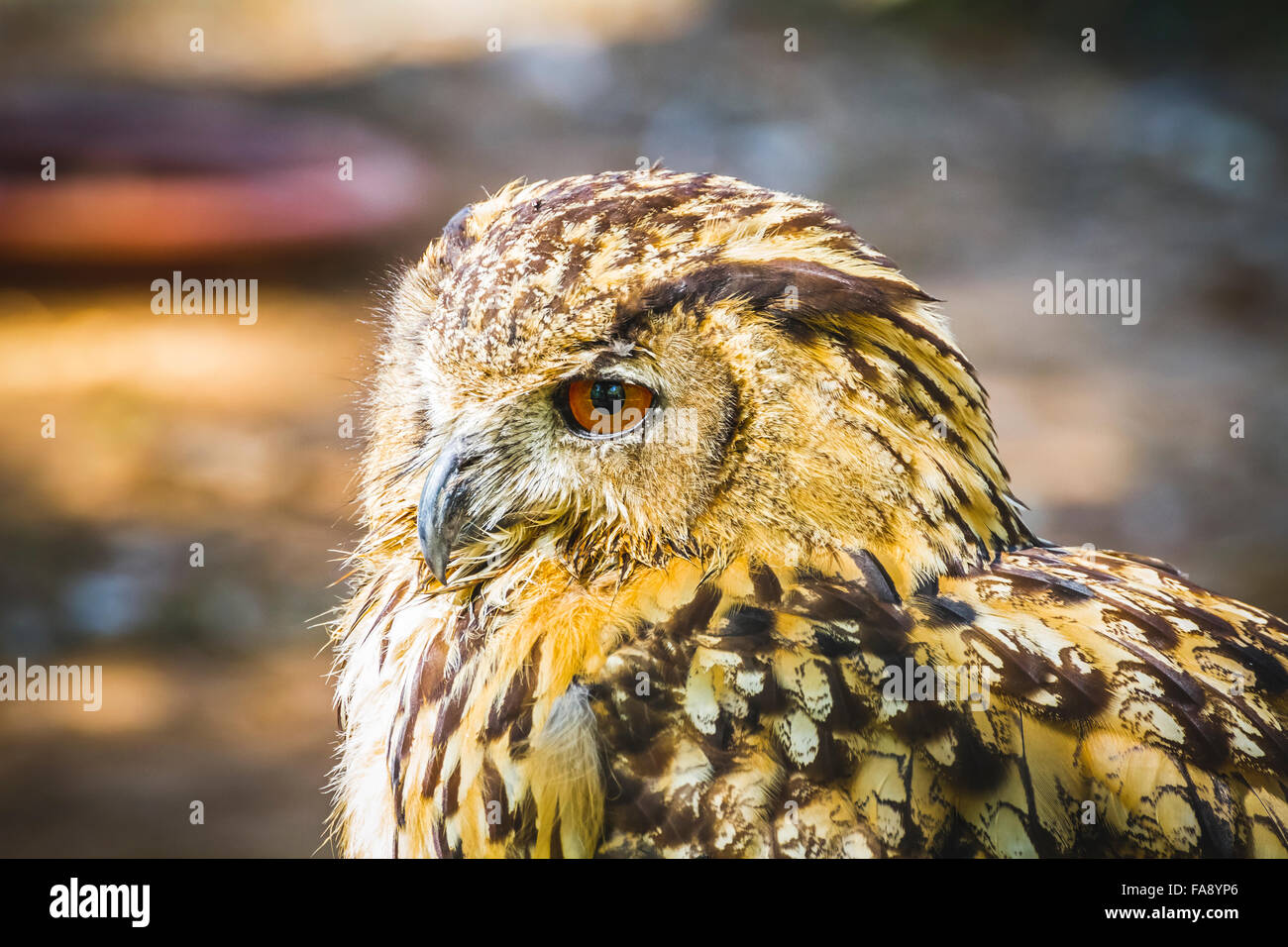 bubo, beautiful owl with intense eyes and beautiful plumage Stock Photo ...