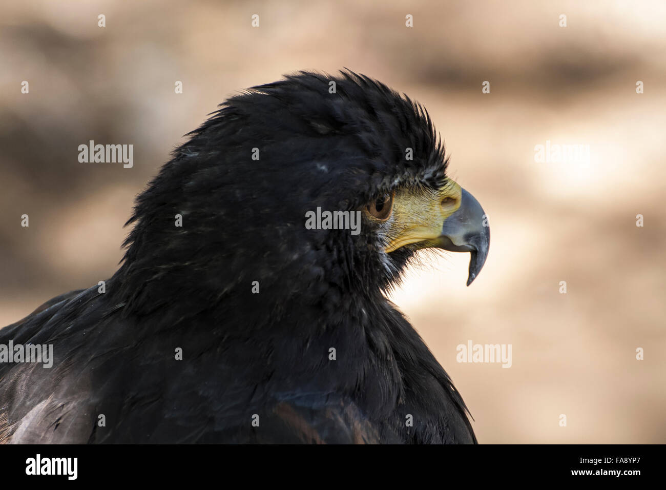 eagle brown plumage and pointed beak Stock Photo - Alamy