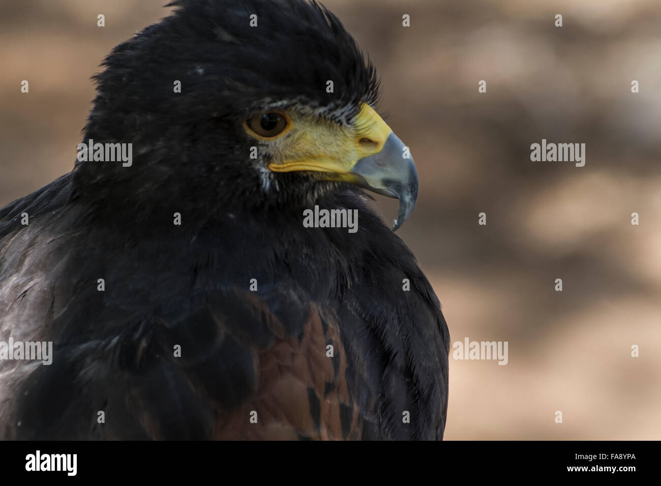 eagle brown plumage and pointed beak Stock Photo - Alamy