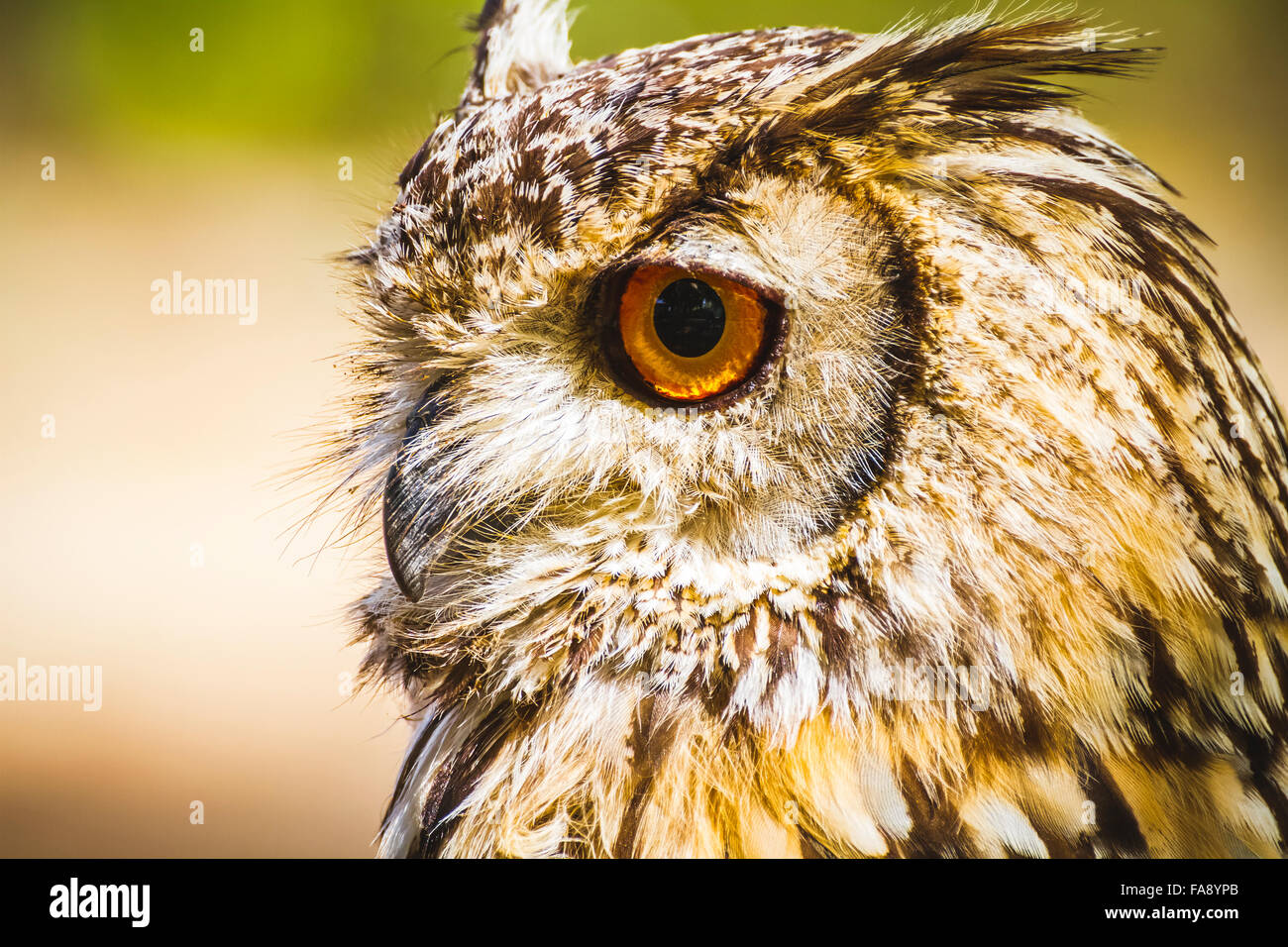 feather, beautiful owl with intense eyes and beautiful plumage Stock ...