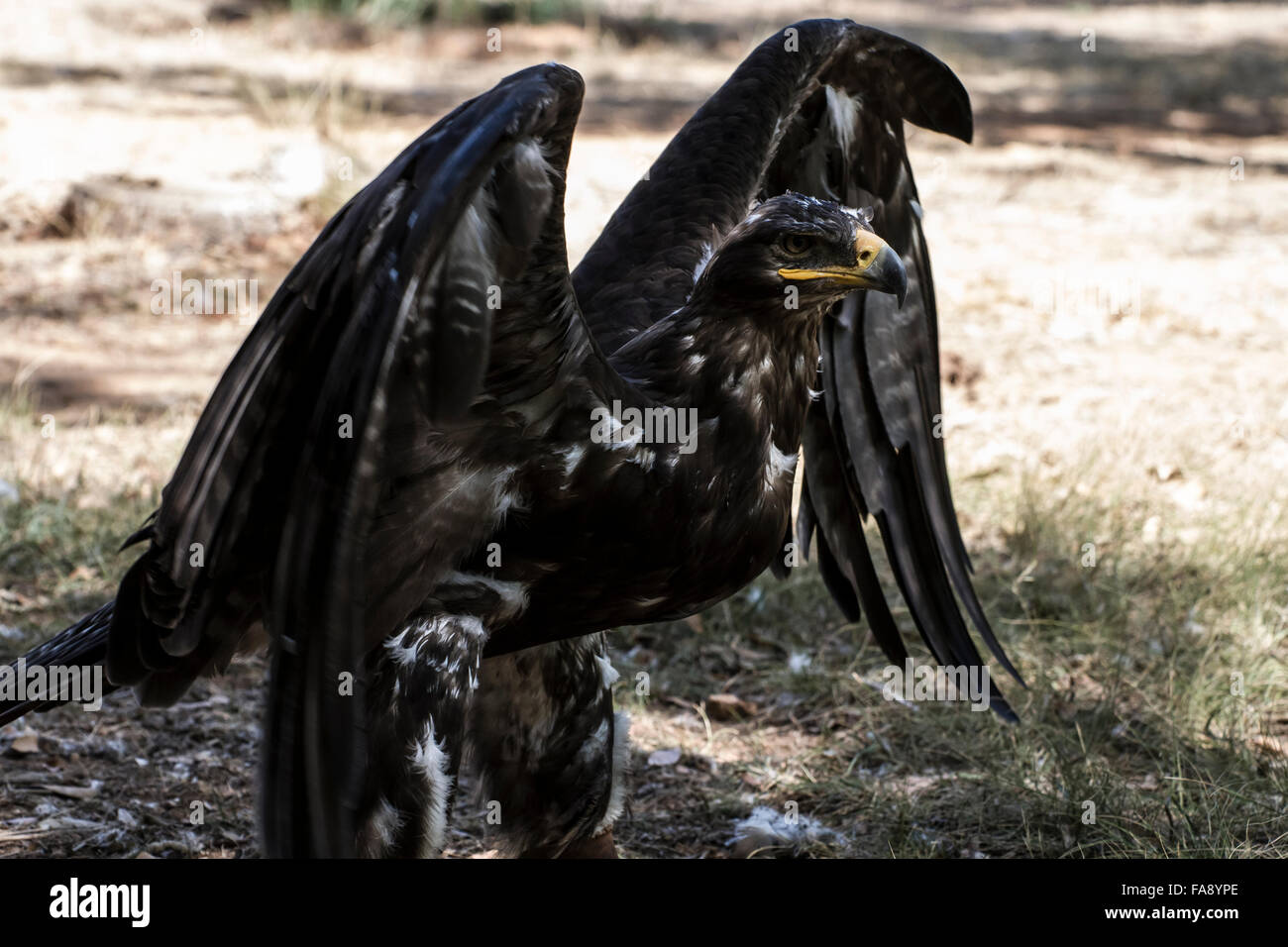 eagle brown plumage and pointed beak Stock Photo - Alamy