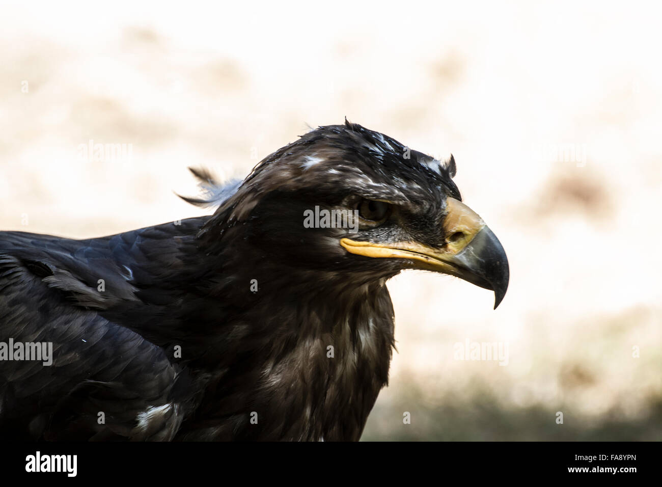 eagle brown plumage and pointed beak Stock Photo - Alamy