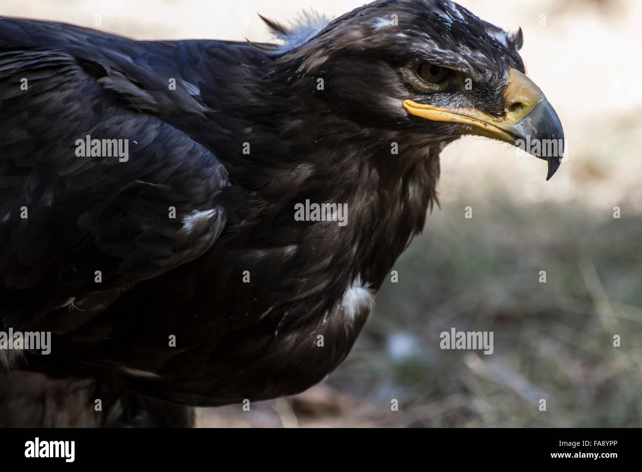 eagle brown plumage and pointed beak Stock Photo - Alamy