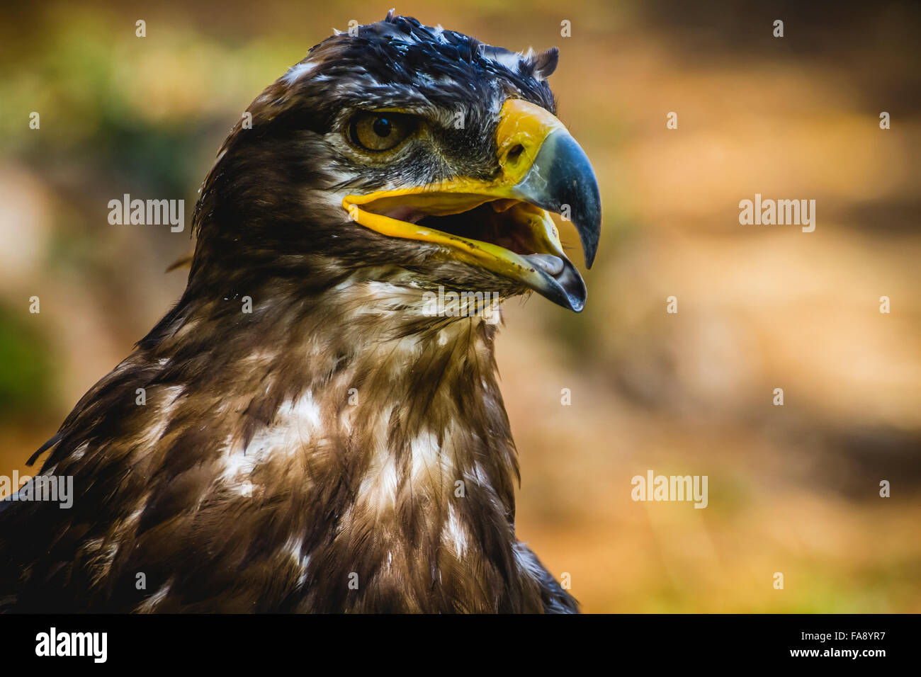 predator, imperial eagle, head detail with beautiful plumage brown ...