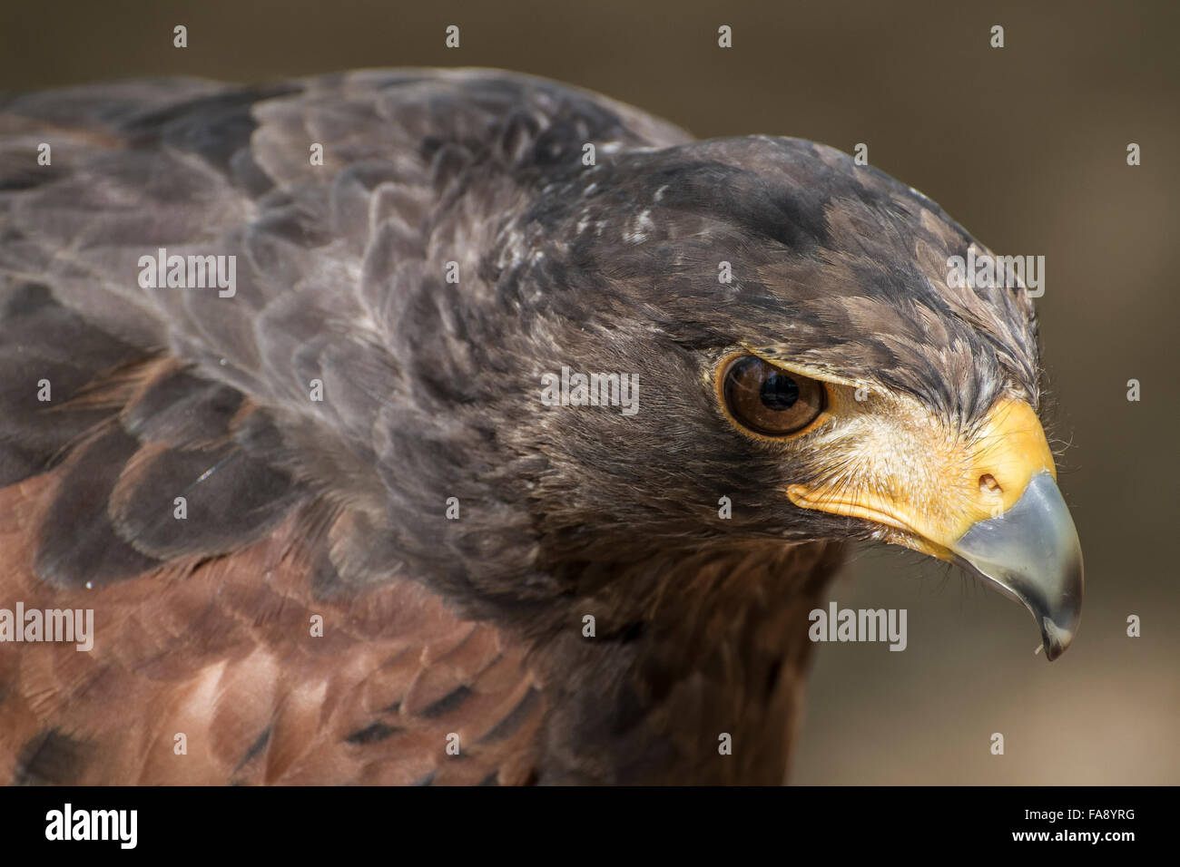 eagle brown plumage and pointed beak Stock Photo - Alamy