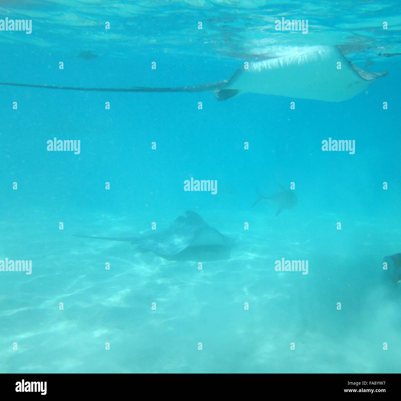 Friendly stingrays in Moorea, French Polynesia Stock Photo - Alamy