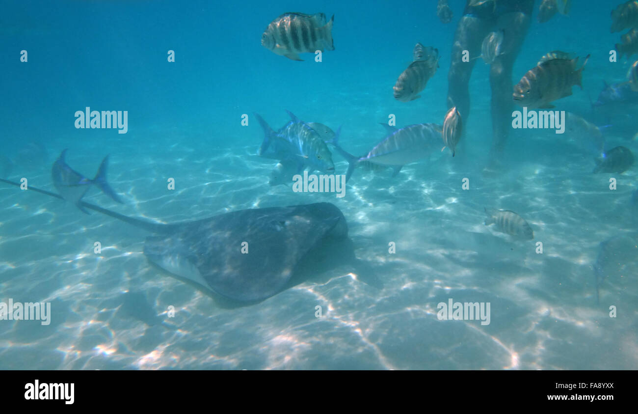 Stingrays moorea hi-res stock photography and images - Alamy