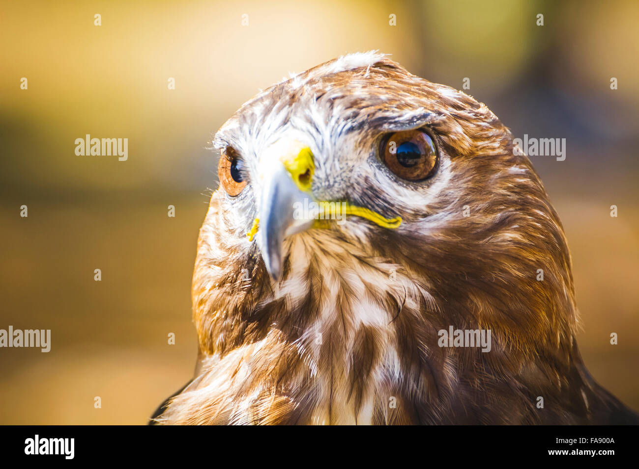 predator, eagle, diurnal bird of prey with beautiful plumage and yellow ...