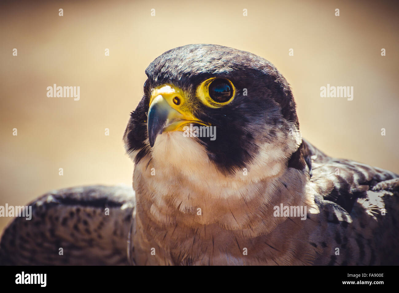 Beak peregrine falcon open wings hi-res stock photography and images ...