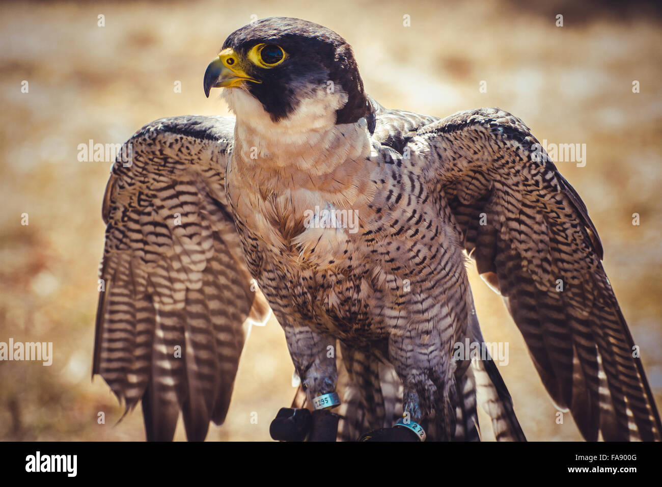 beak, peregrine falcon with open wings , bird of high speed Stock Photo - Alamy