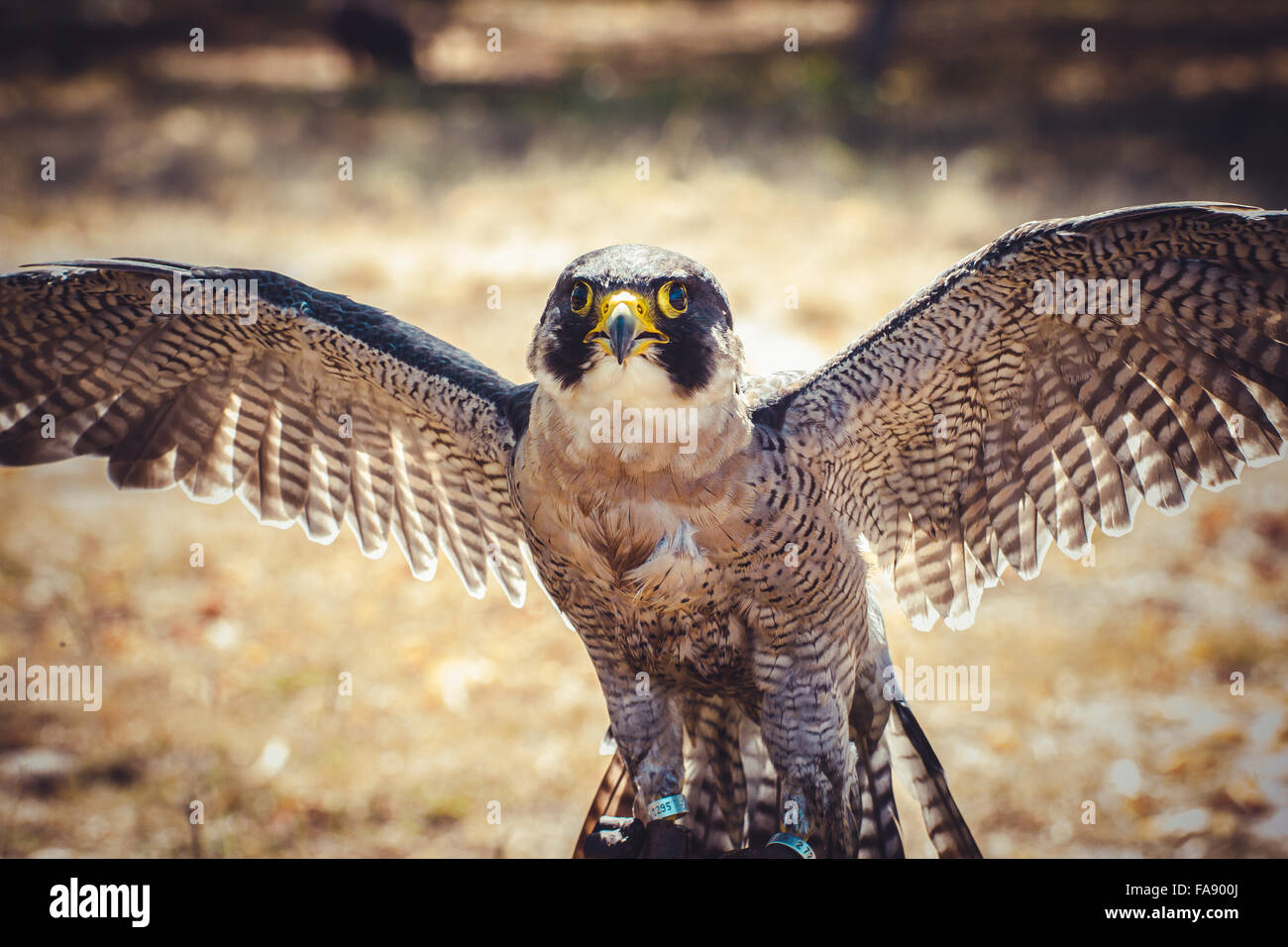 natural, peregrine falcon with open wings , bird of high speed Stock ...