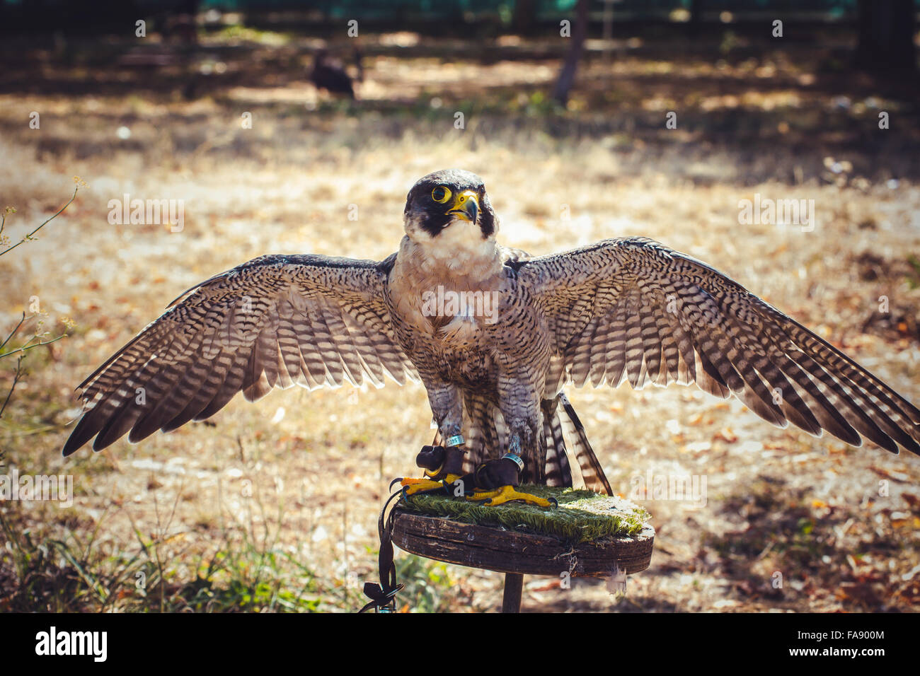 hawk, peregrine falcon with open wings , bird of high speed Stock Photo ...