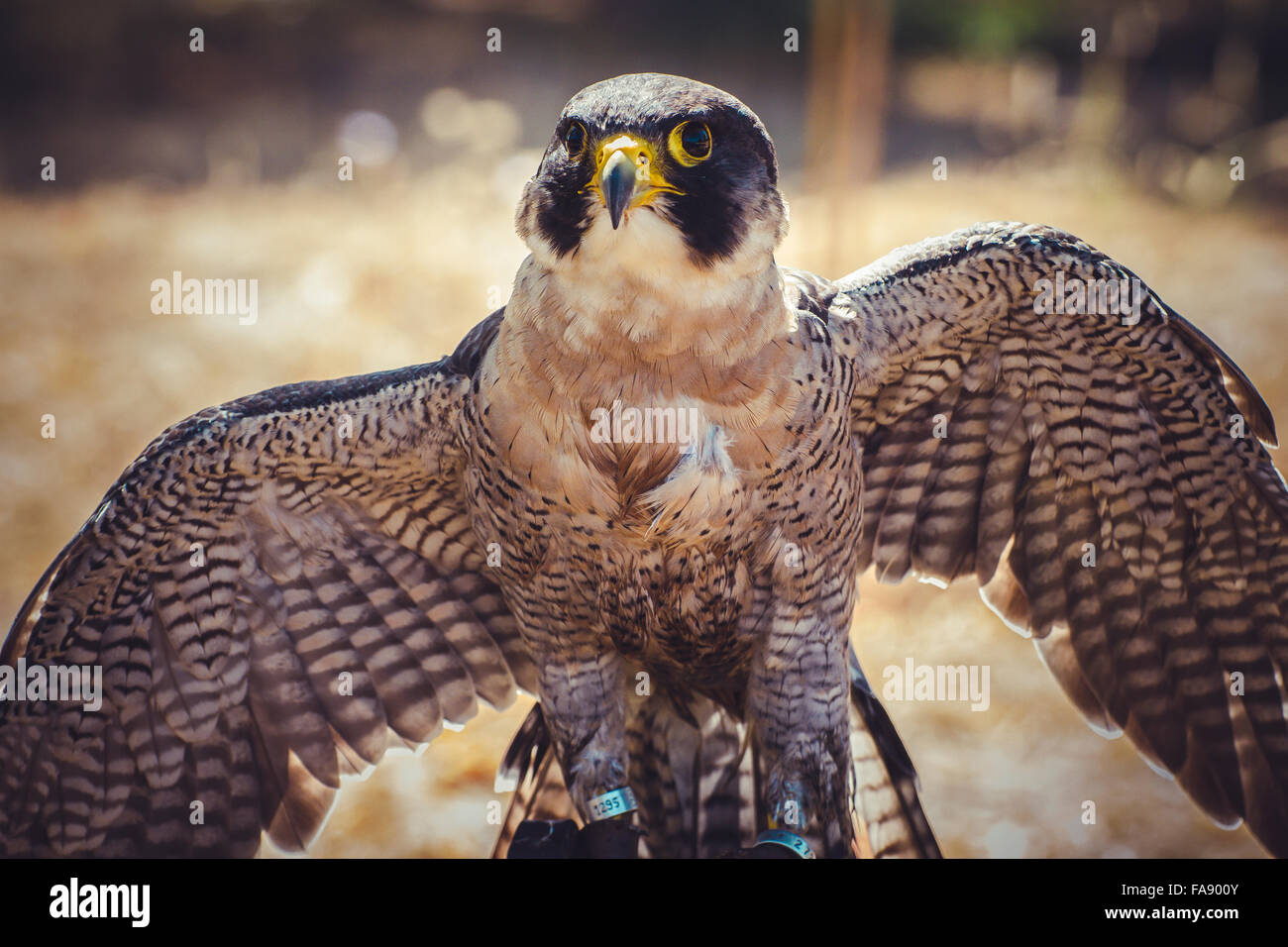 peregrine falcon with open wings , bird of high speed Stock Photo - Alamy