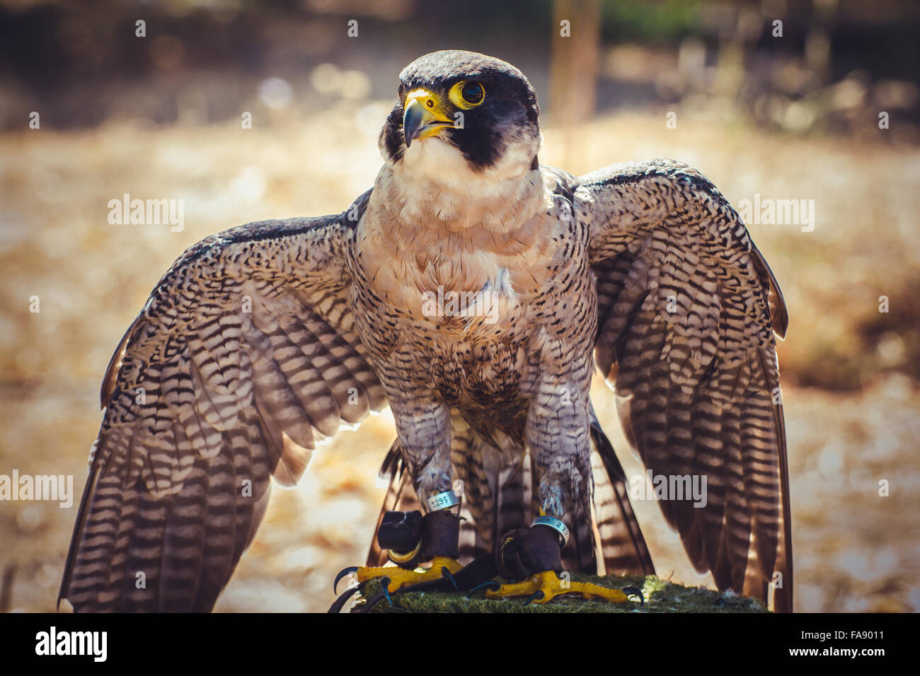 peregrine falcon with open wings , bird of high speed Stock Photo - Alamy