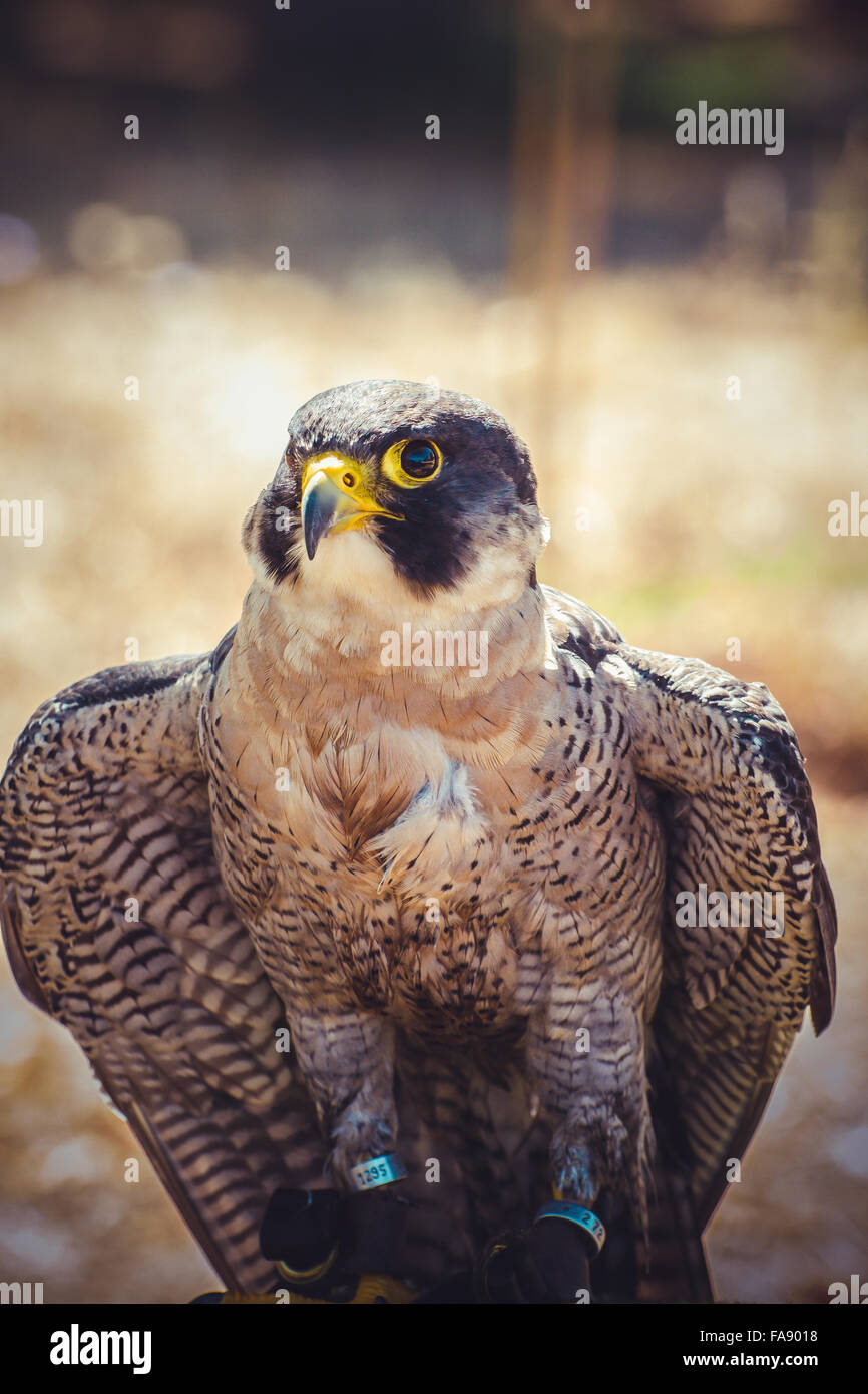 prey raptor, peregrine falcon with open wings , bird of high speed ...
