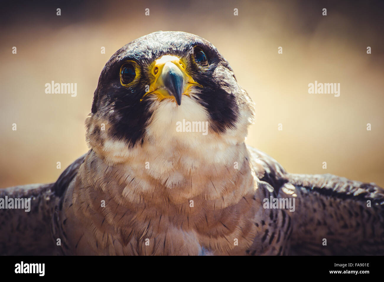 raptor, peregrine falcon with open wings , bird of high speed Stock ...