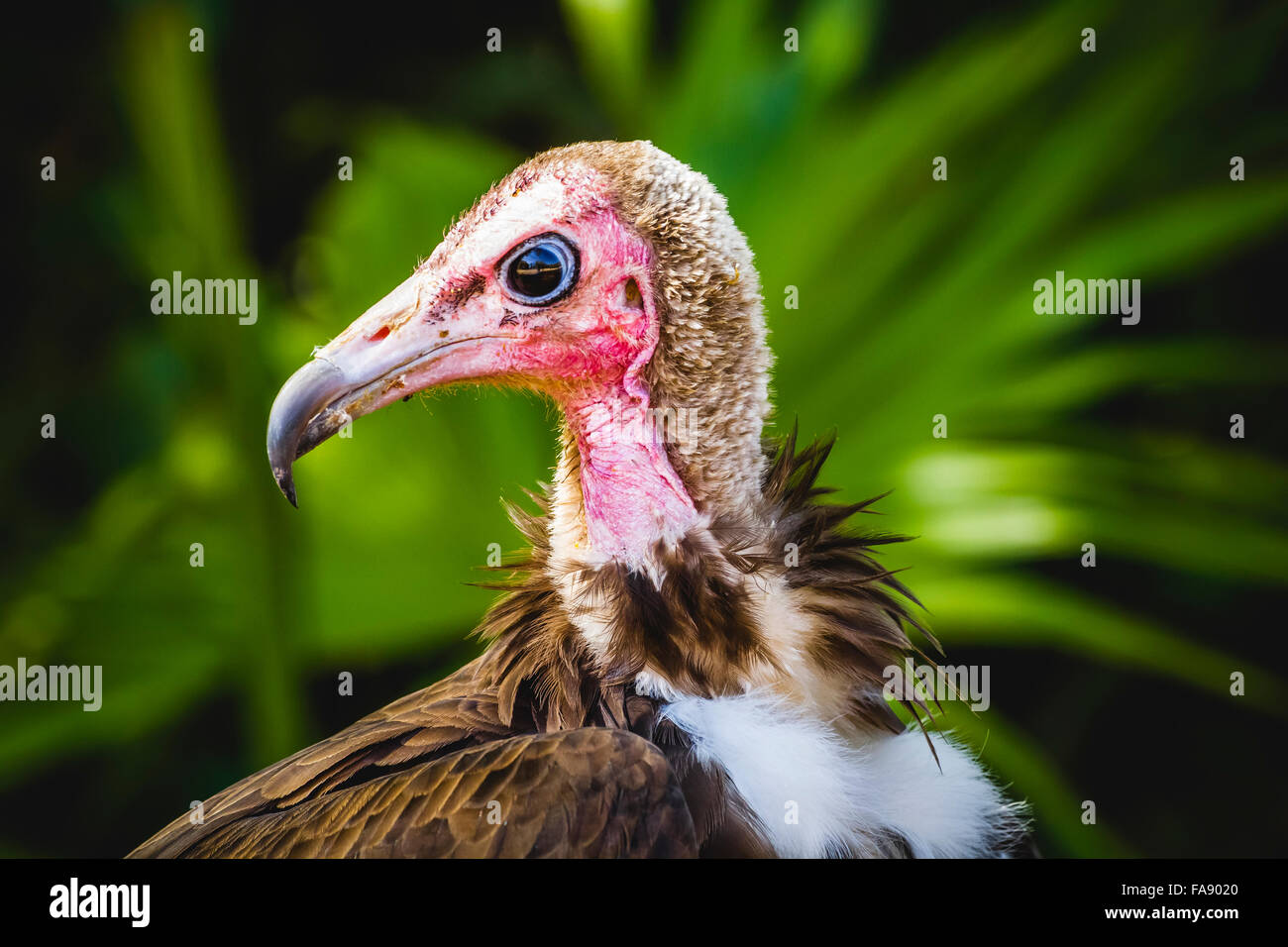 Vulture detail scavenger head with large beak and intense look Stock ...