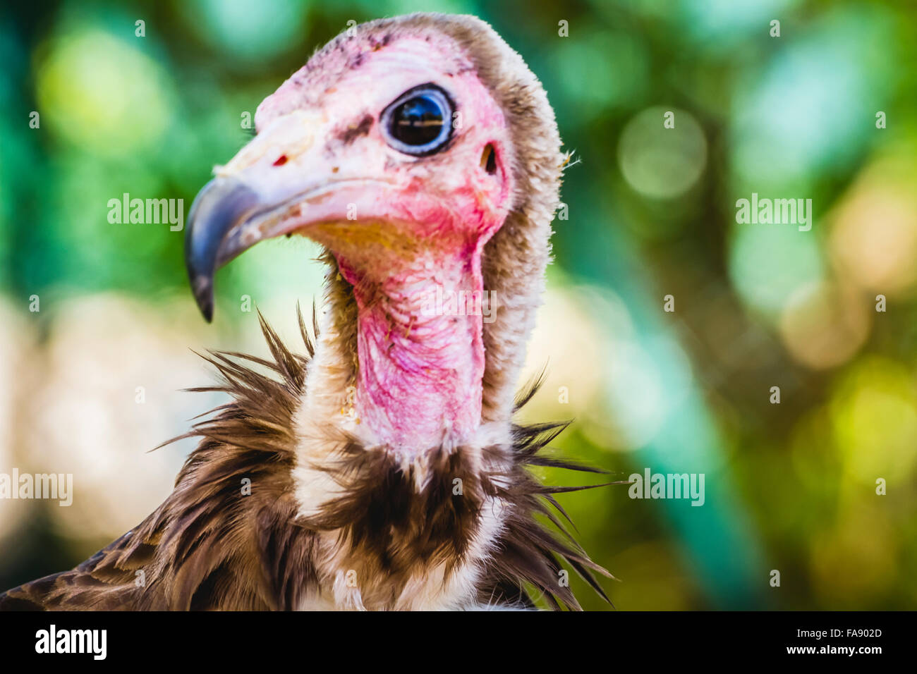wilderness, Vulture detail scavenger head with large beak and intense ...
