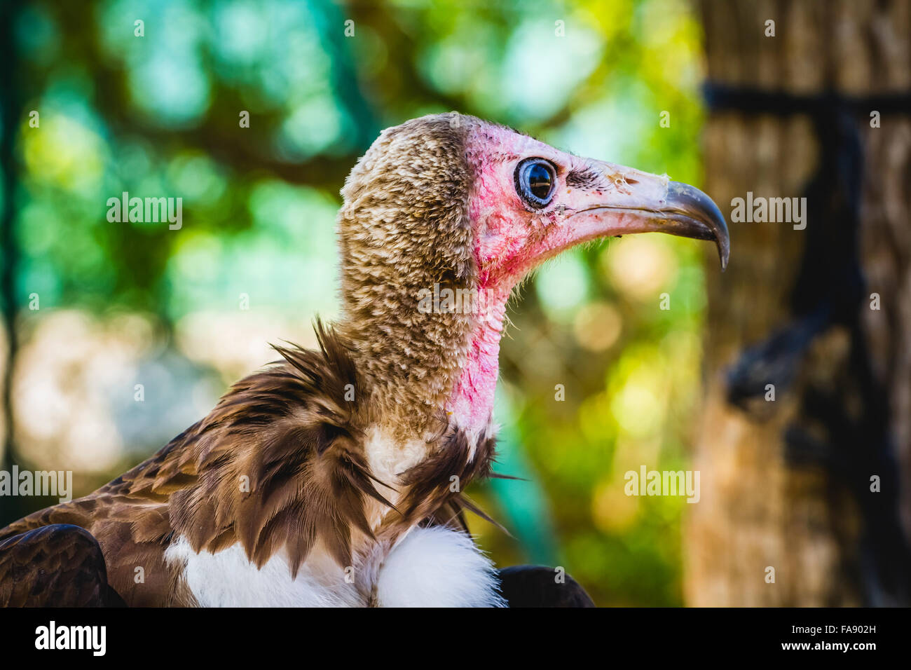 Vulture detail scavenger head with large beak and intense look Stock ...
