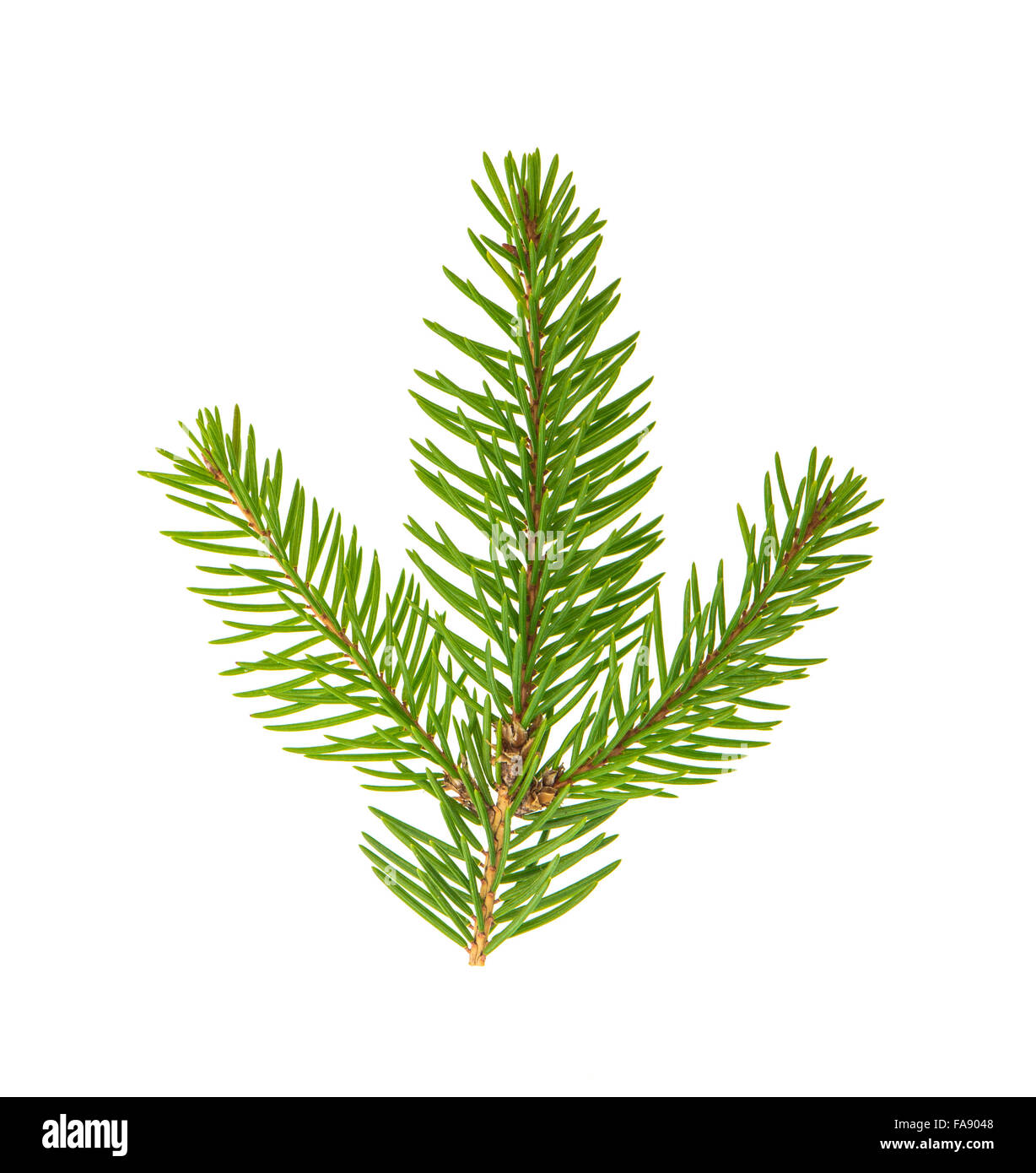 Spruce twig isolated on white background. Evergreen plant Stock Photo - Alamy