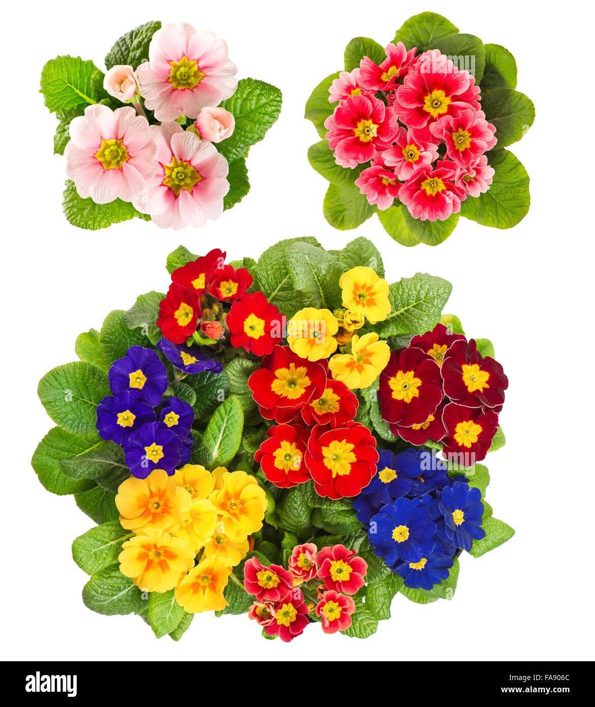 Spring flowers Primula isolated on white background. Colorful primroses ...