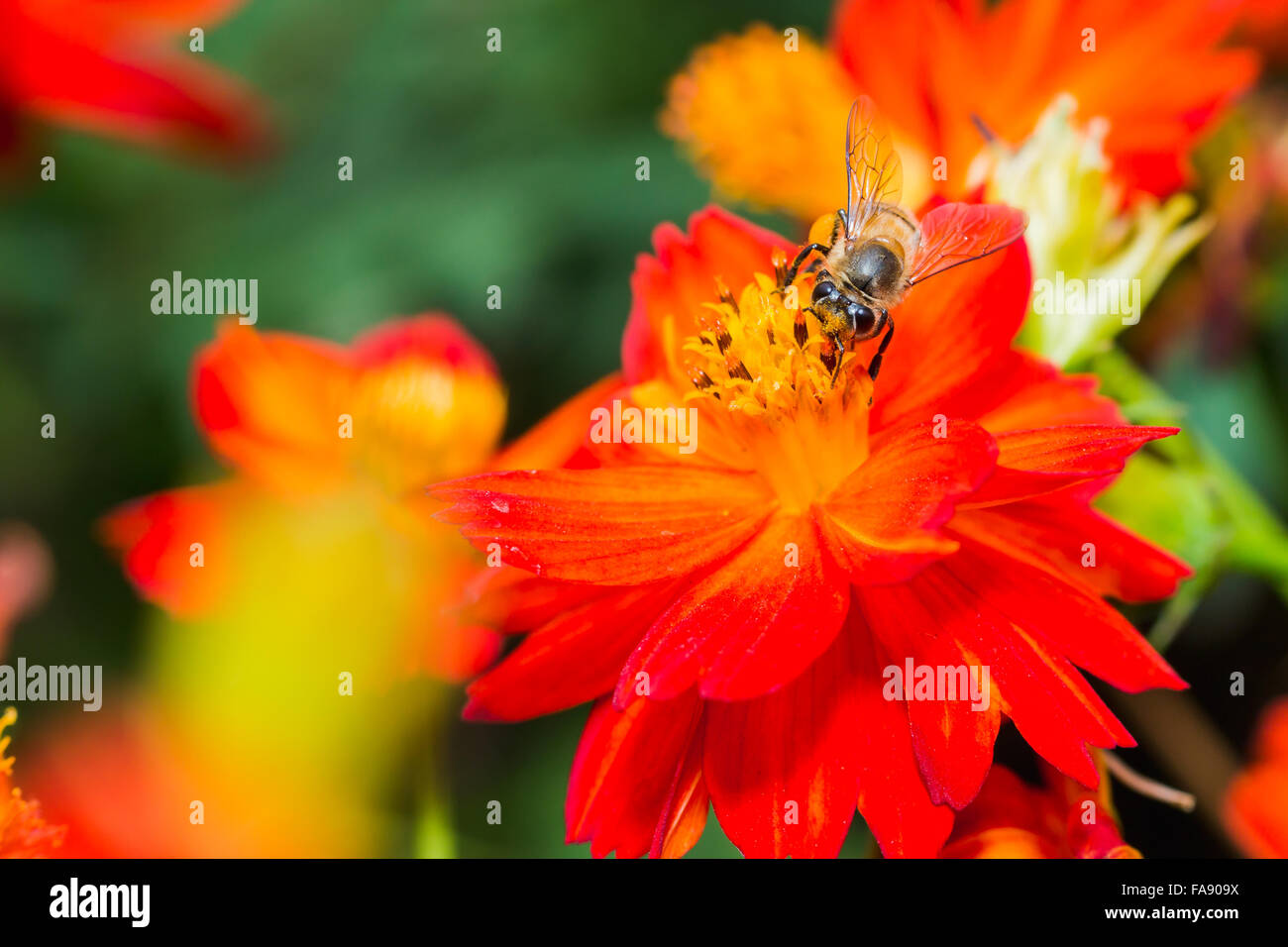 Fullcolor hi-res stock photography and images - Alamy