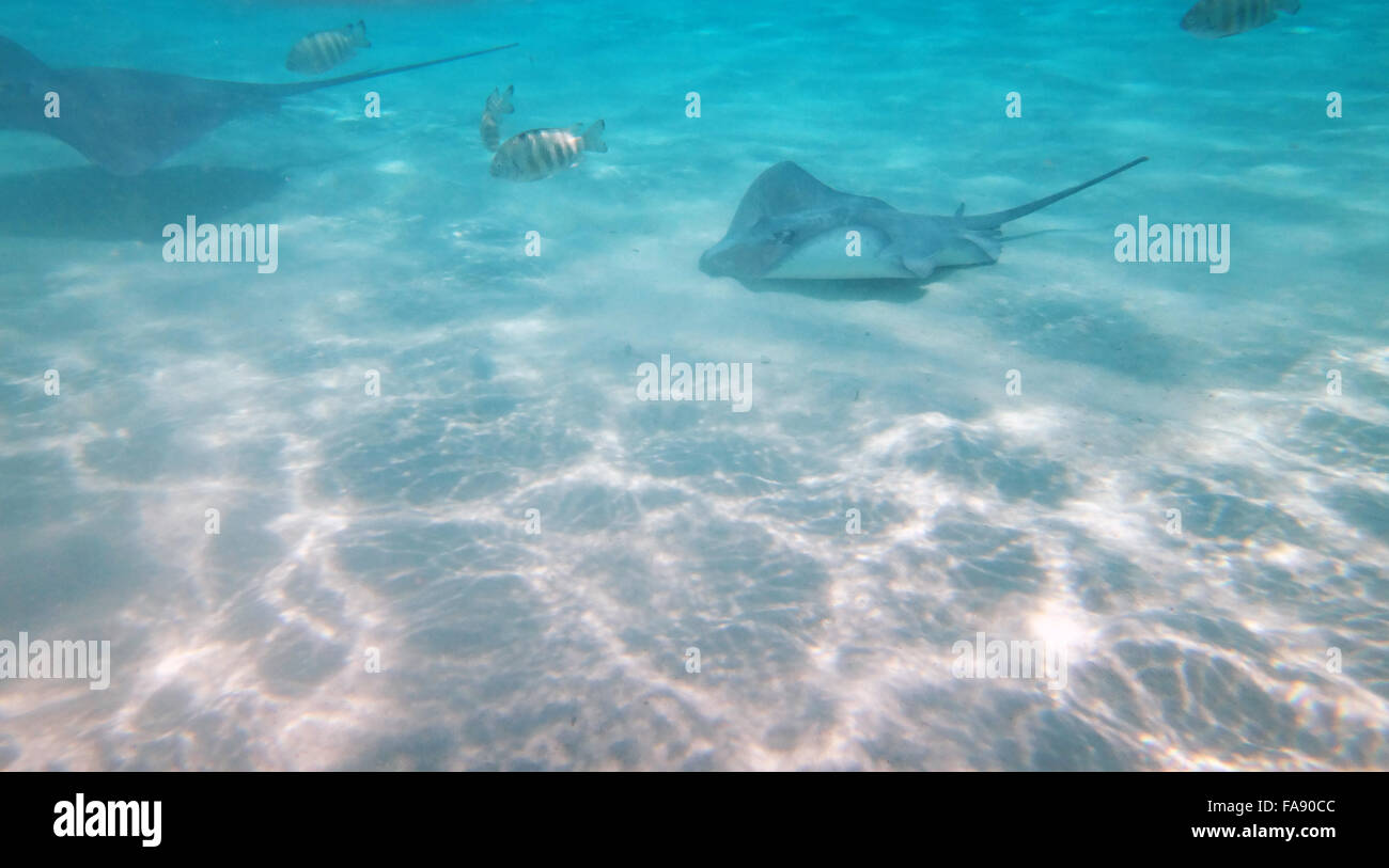 Curious, friendly stingrays in the lagoon of Moorea, French Polynesia ...