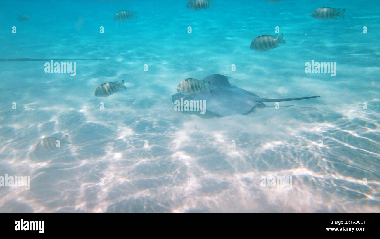 Curious, friendly stingrays in the lagoon of Moorea, French Polynesia ...
