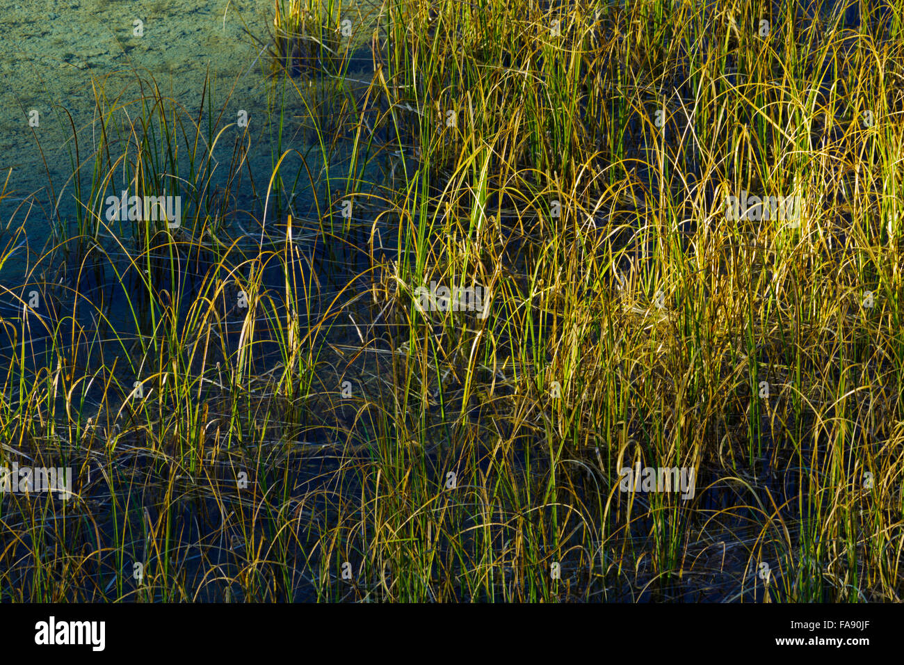 marsh pond, Jasper National Park Stock Photo - Alamy